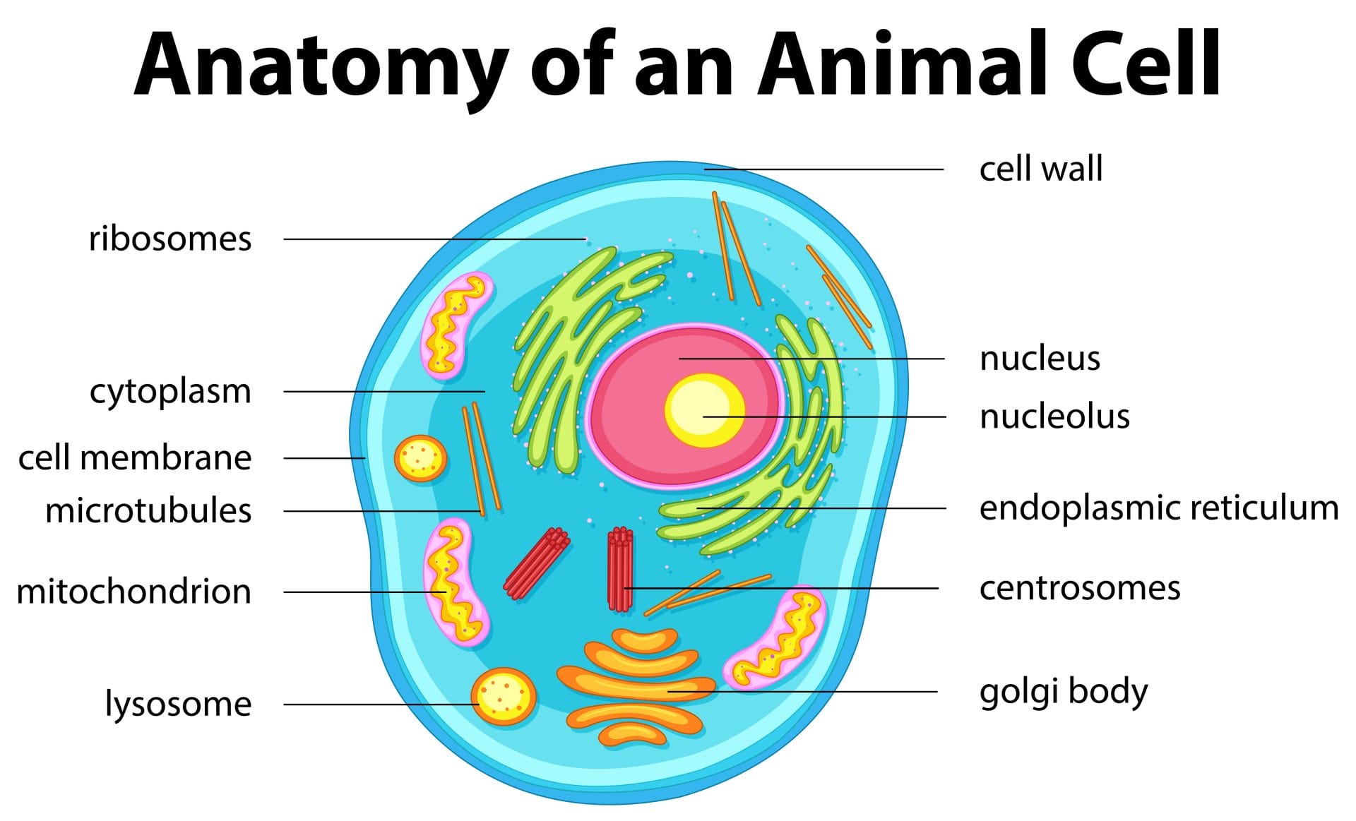 Cell Biology: Definition of Cell, Types, Structure and Functions ...